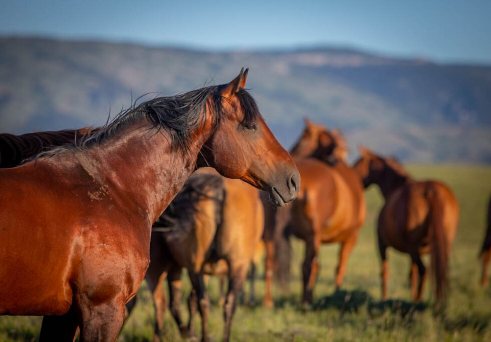 Kim Beer Photography - Kim Beer Photography
